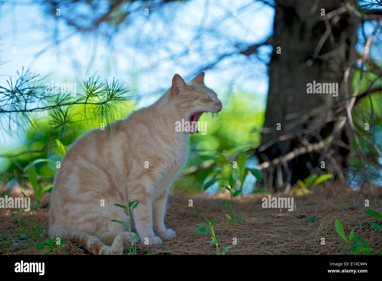 Yawning cat hi-res stock photography and images - Alamy