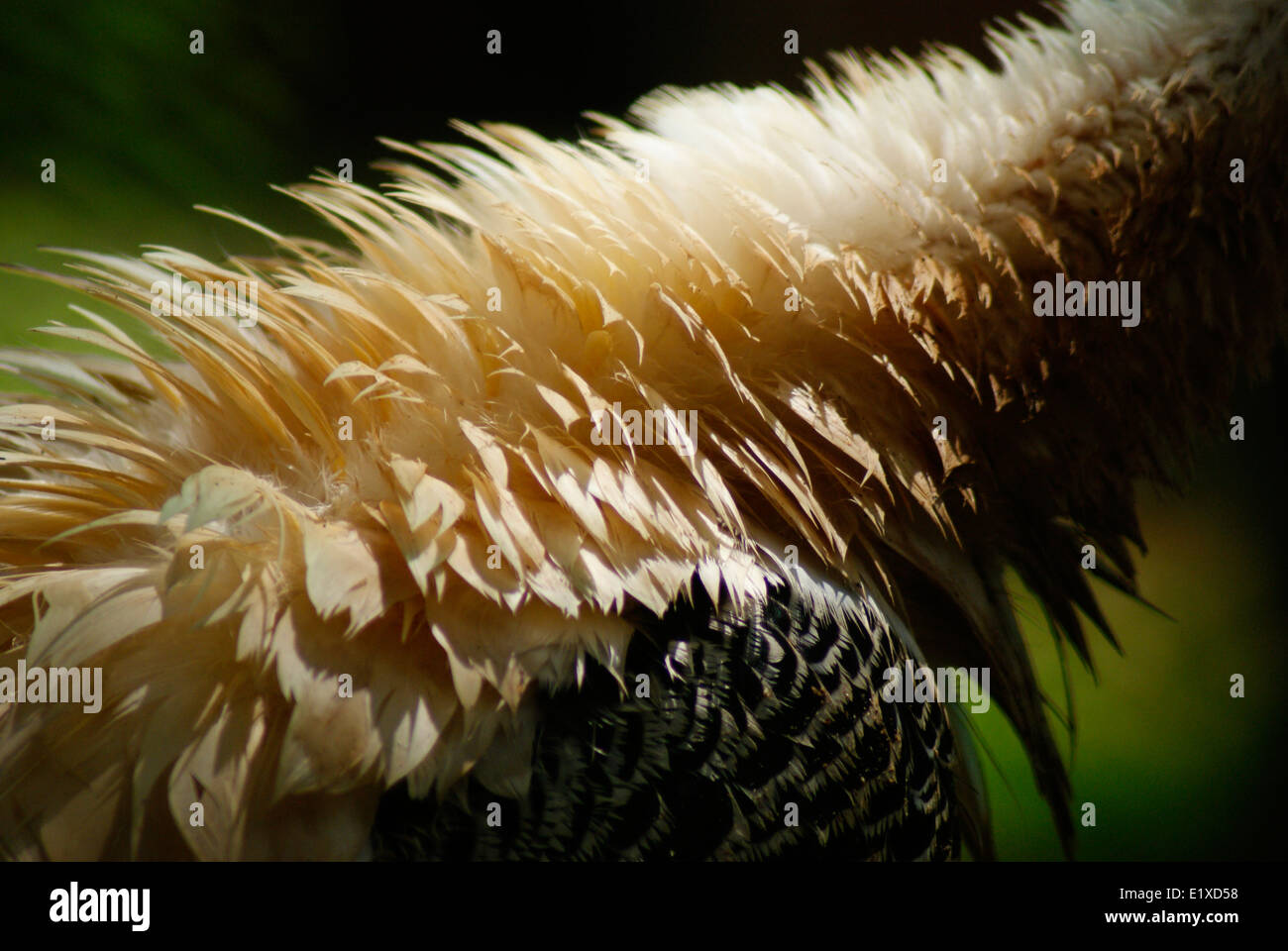 Body covering of feathers hi-res stock photography and images - Alamy
