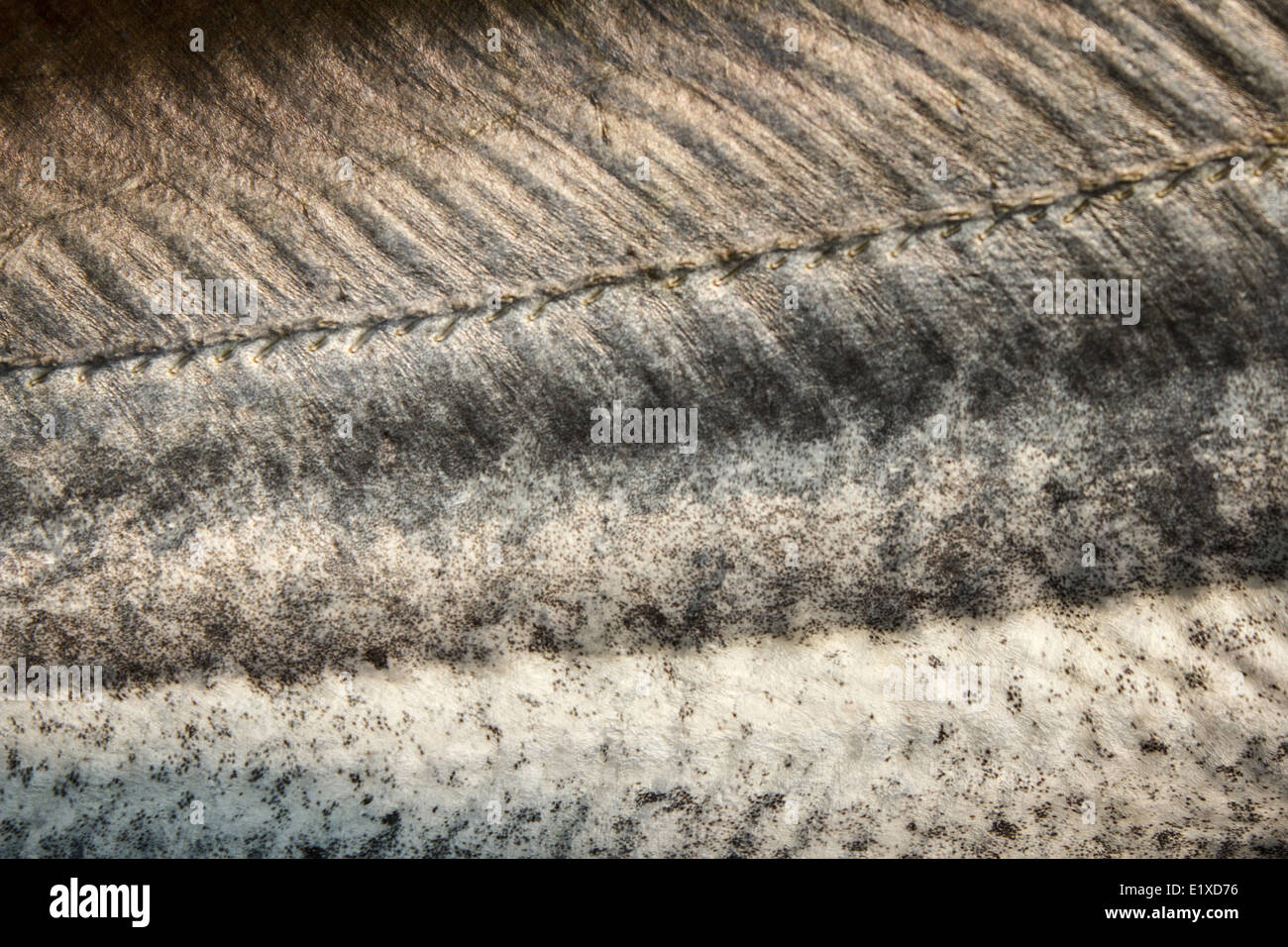 Eating skin fish hi-res stock photography and images - Alamy