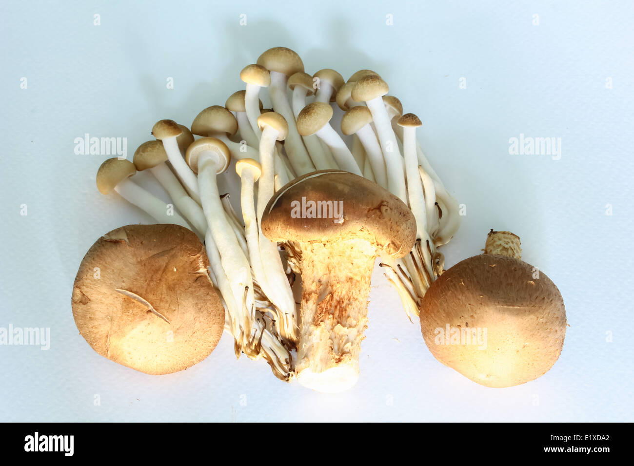 Spring agaricus mushroom hi-res stock photography and images - Alamy