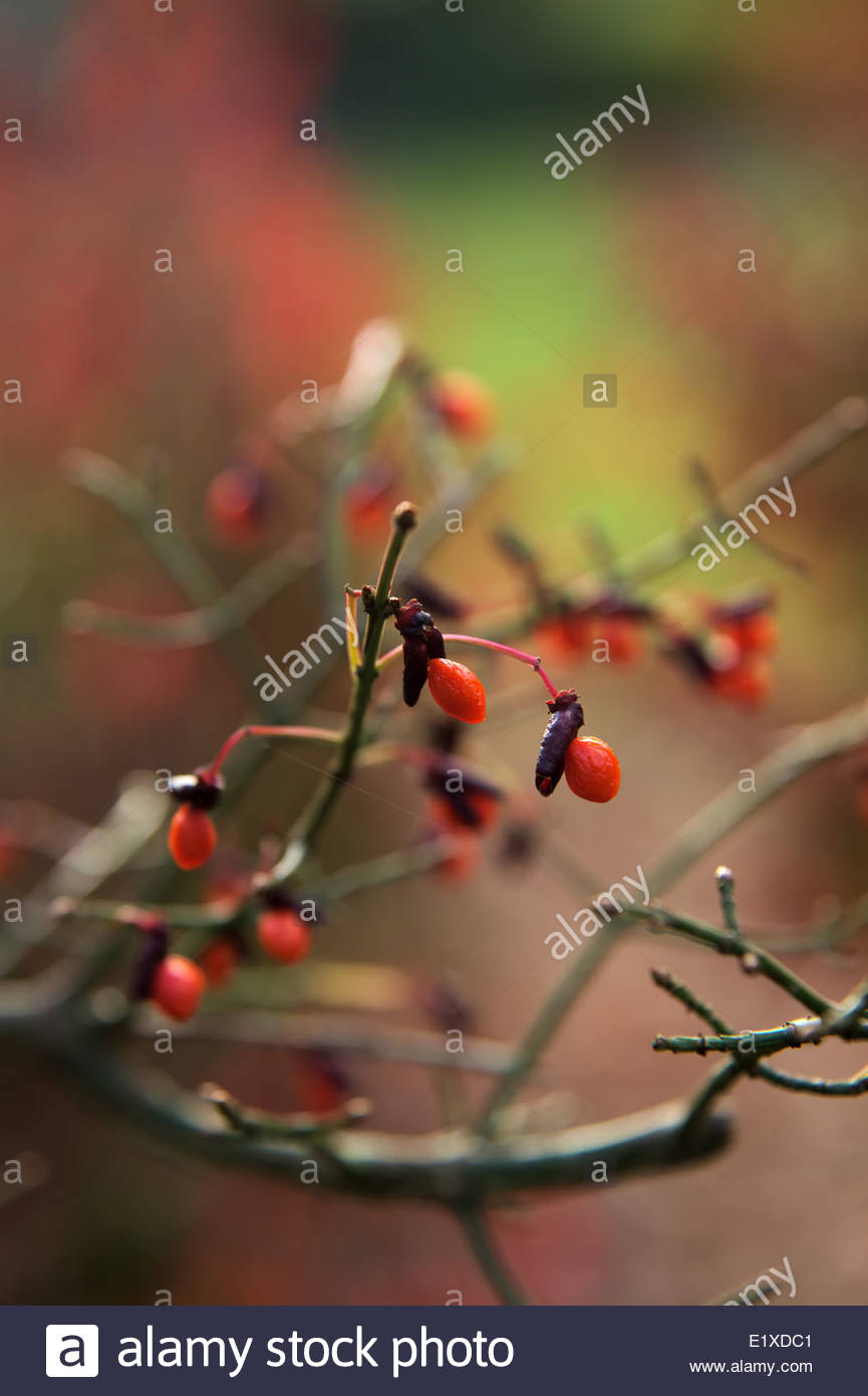 Euonymus Alatus Stock Photos & Euonymus Alatus Stock Images - Alamy