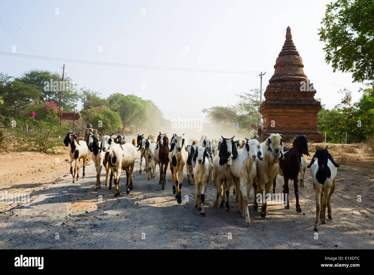 Herd of goats, Bagan, Myanmar, Asia Stock Photo - Alamy