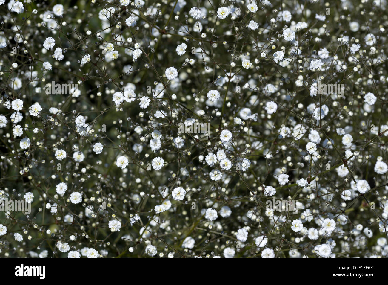 Tiny white flowers hi-res stock photography and images - Alamy