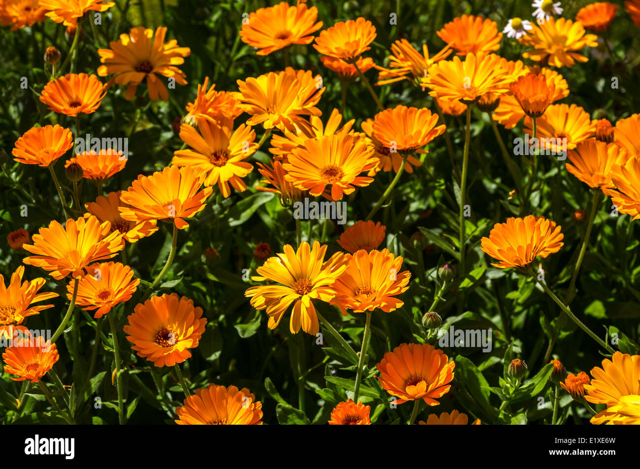 Flowers in Bloom Stock Photo - Alamy