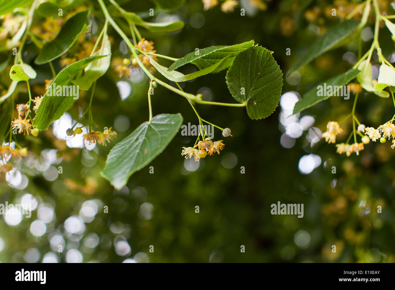 Blooming linden, lime tree in bloom Stock Photo - Alamy