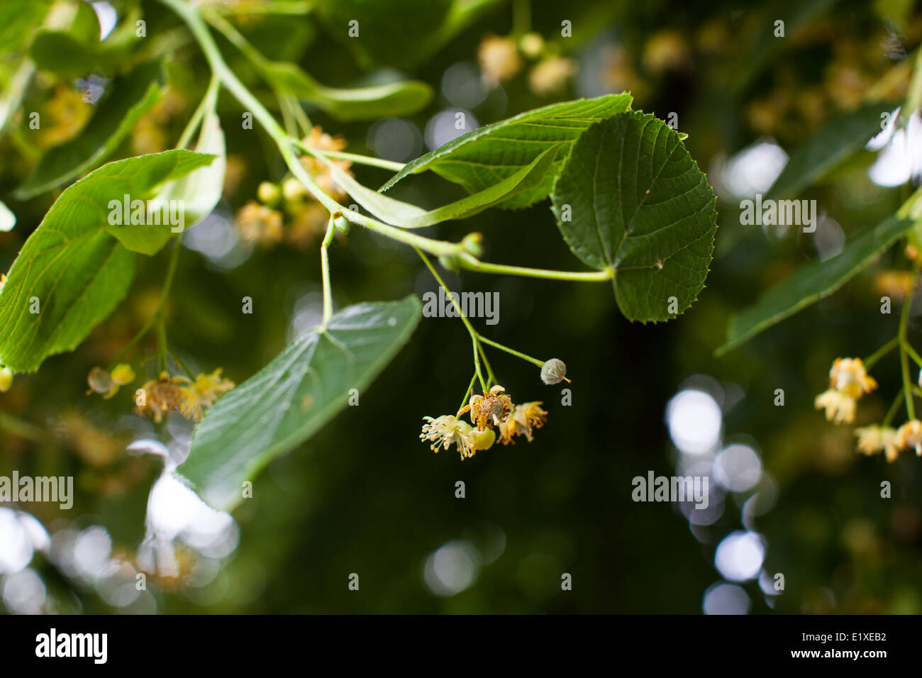 Blooming linden, lime tree in bloom Stock Photo - Alamy