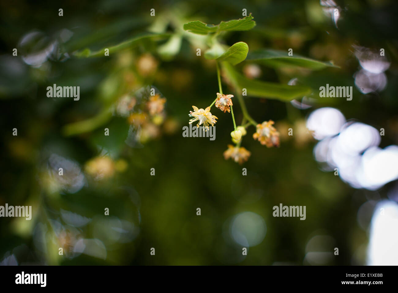 Blooming linden, lime tree in bloom Stock Photo - Alamy