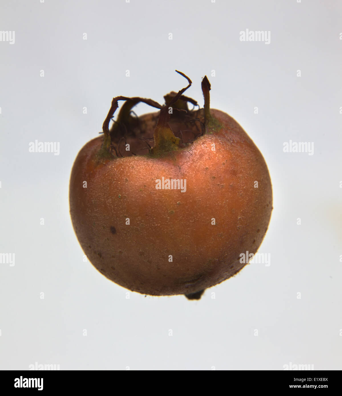 Mespilus hi-res stock photography and images - Alamy