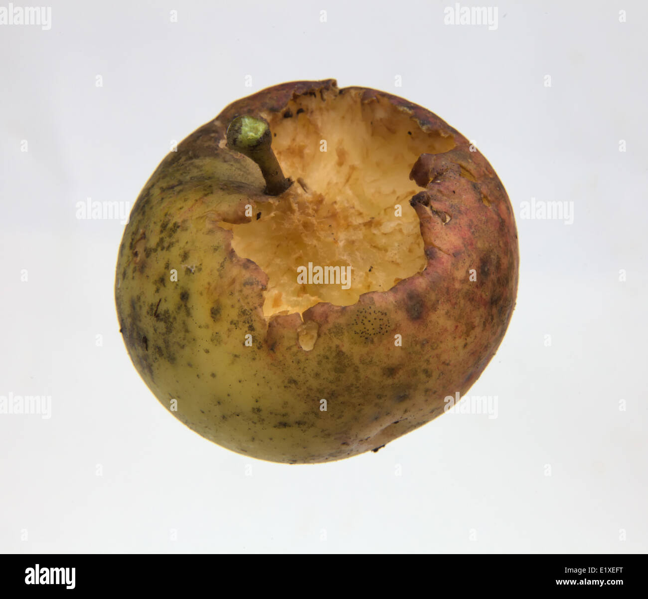 Bird damage on Apples - Malus domestica - white background studio shot ...