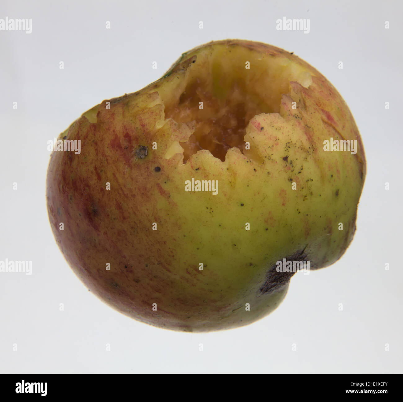 Bird damage on Apples - Malus domestica - white background studio shot ...
