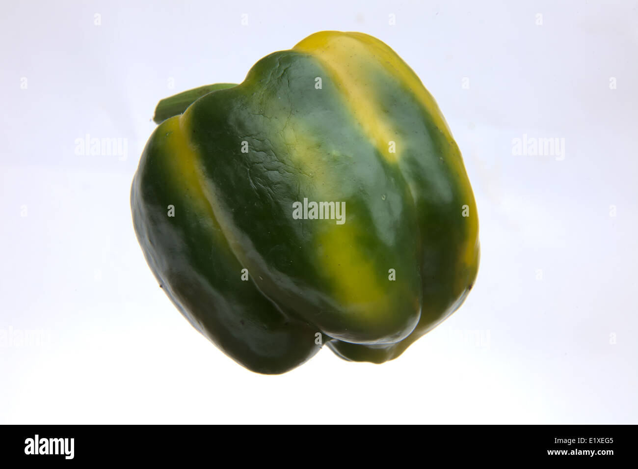 Capsicum annuum var. annuum (Grossum Group) yellow pepper - white ...