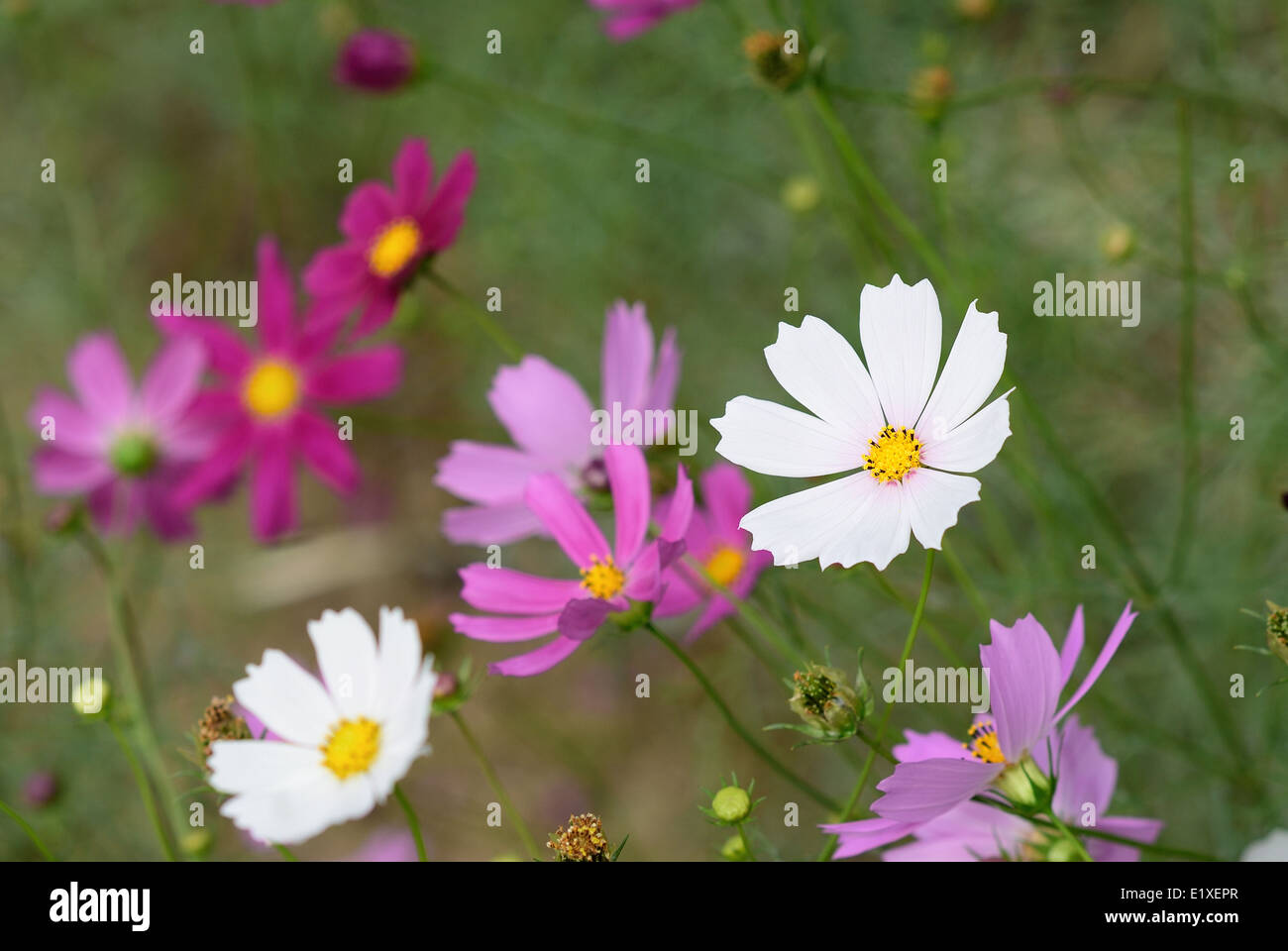 Close up of various color cosmos flowers Stock Photo - Alamy