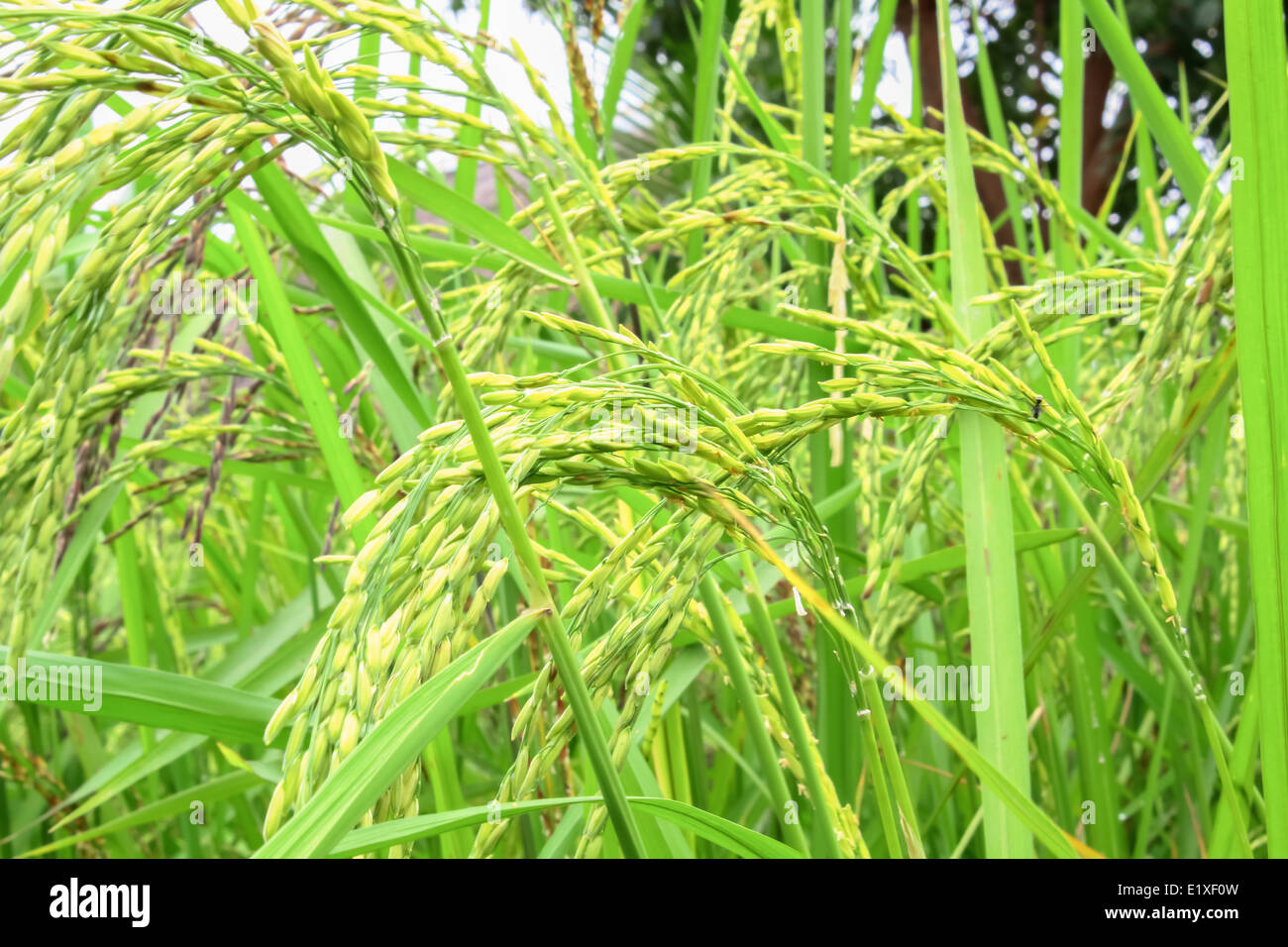 Paddy stem hi-res stock photography and images - Alamy