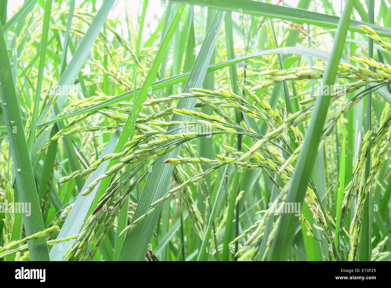 Paddy husk hi-res stock photography and images - Alamy