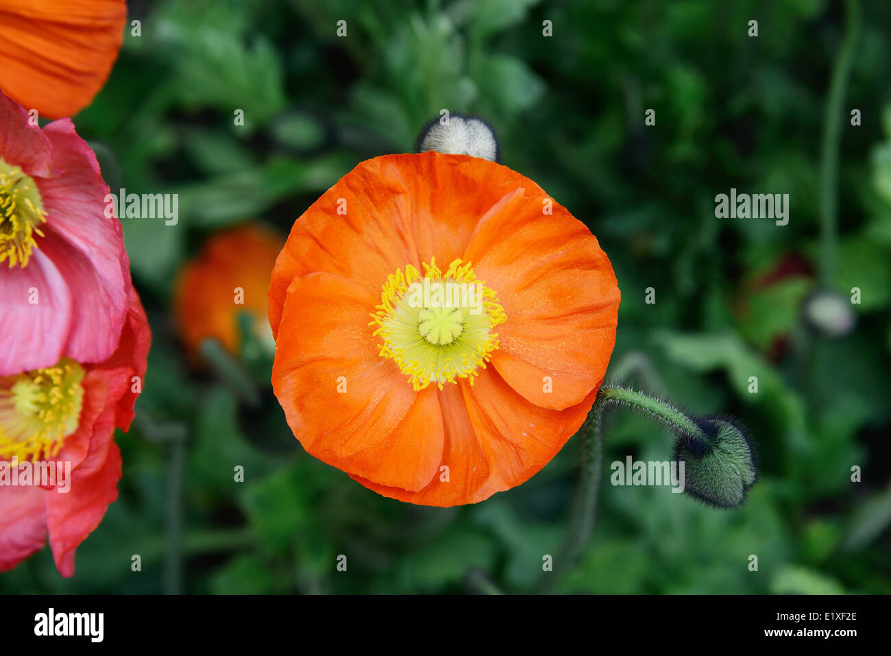 Poppy flower hi-res stock photography and images - Alamy