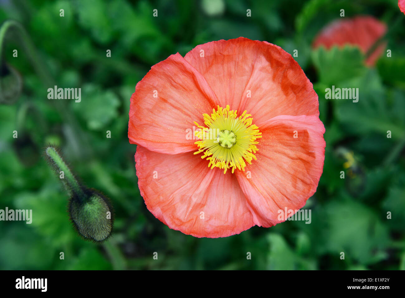 Poppy flower hi-res stock photography and images - Alamy