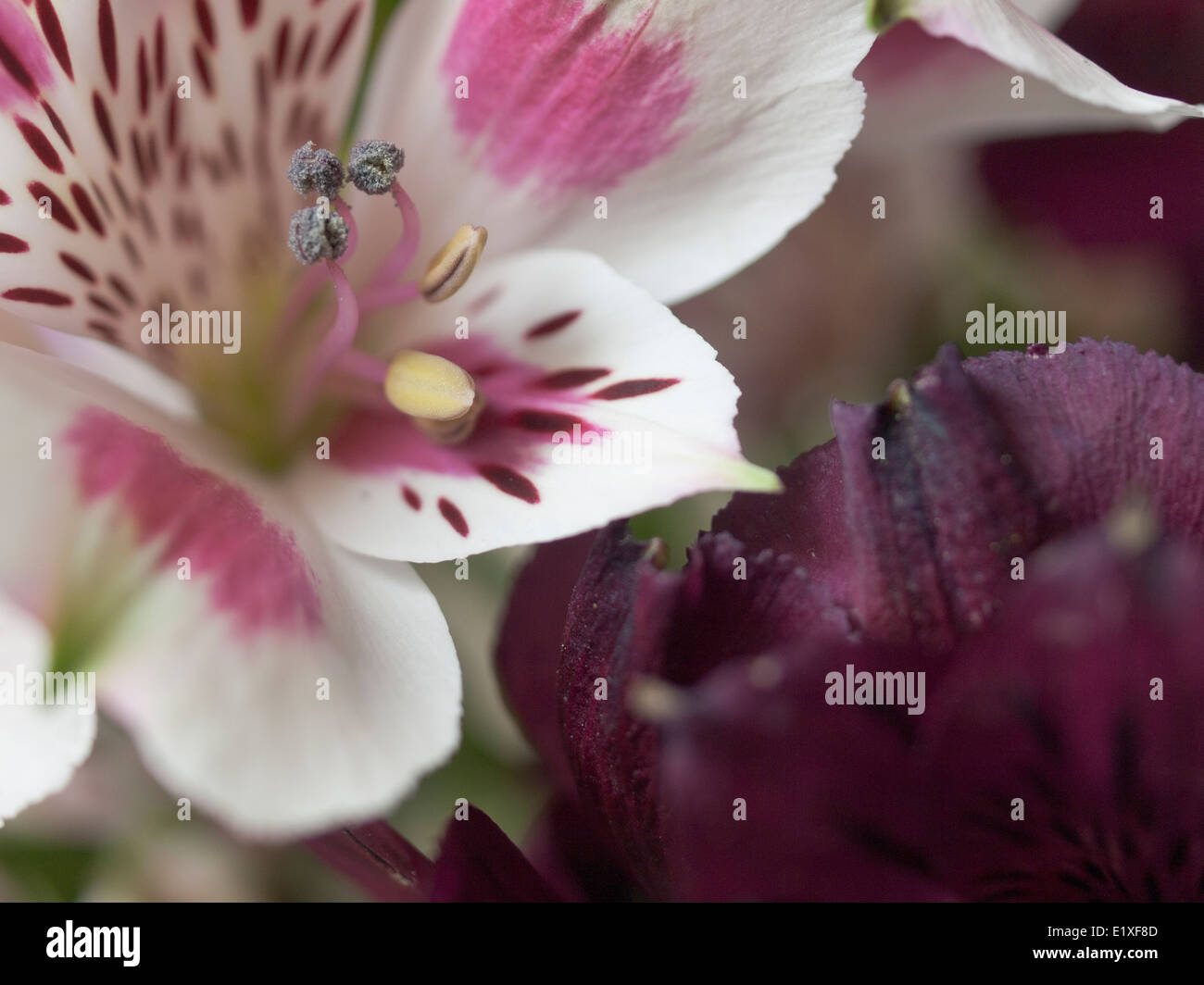 Close flower hi-res stock photography and images - Alamy
