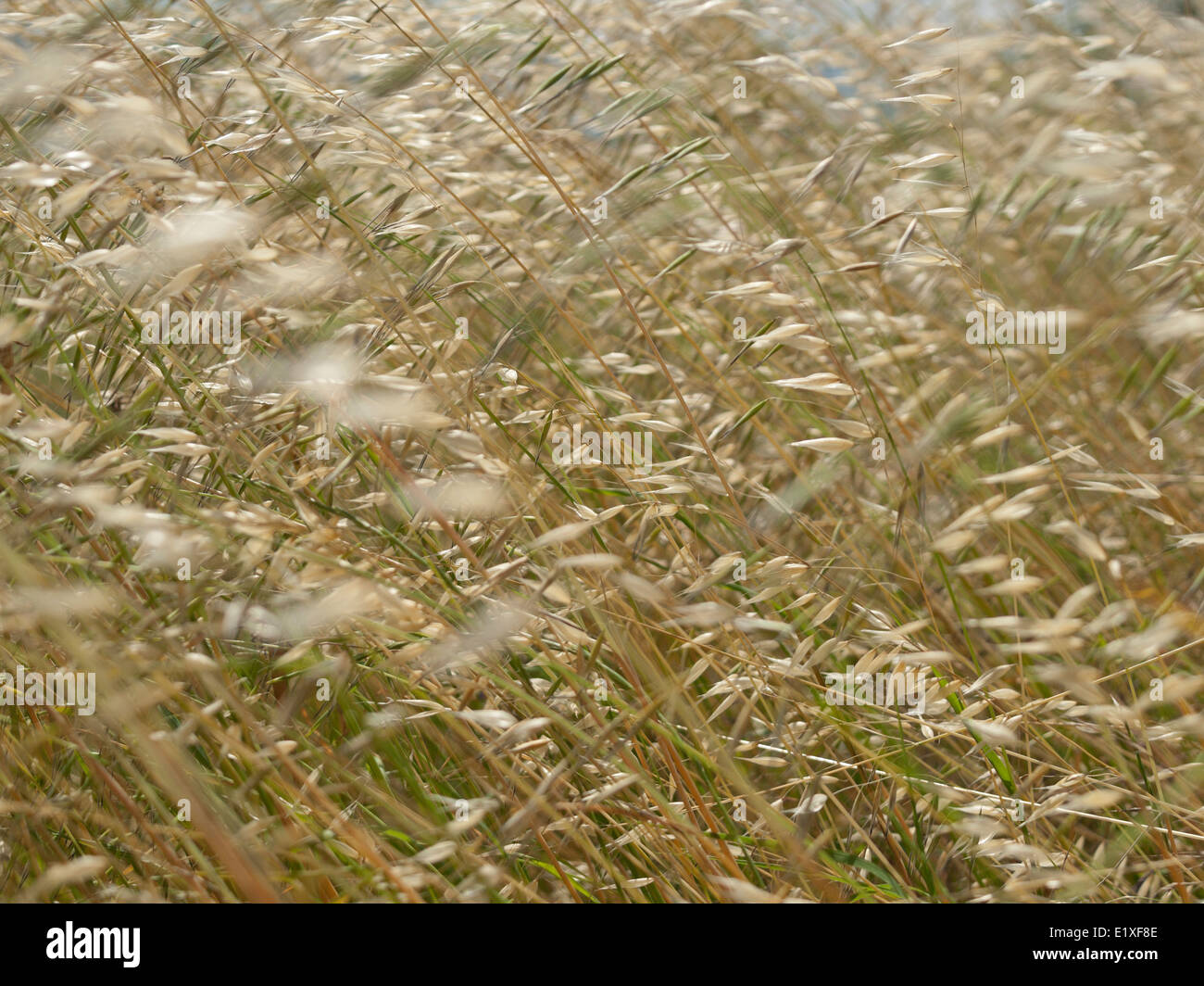 Long dried grass hi-res stock photography and images - Alamy