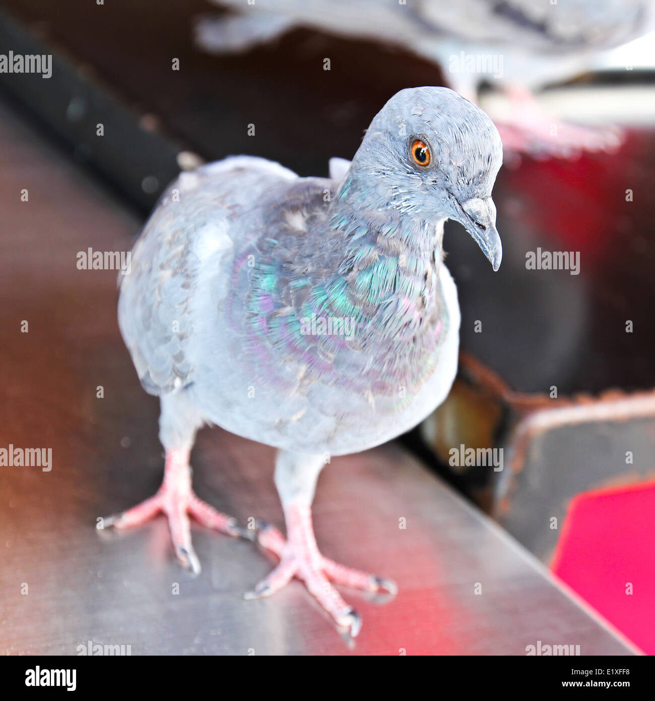 Green winged pigeon hi-res stock photography and images - Alamy