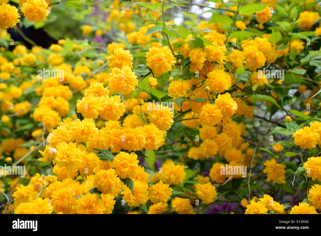 kerria japonica flowers in full bloom Stock Photo - Alamy