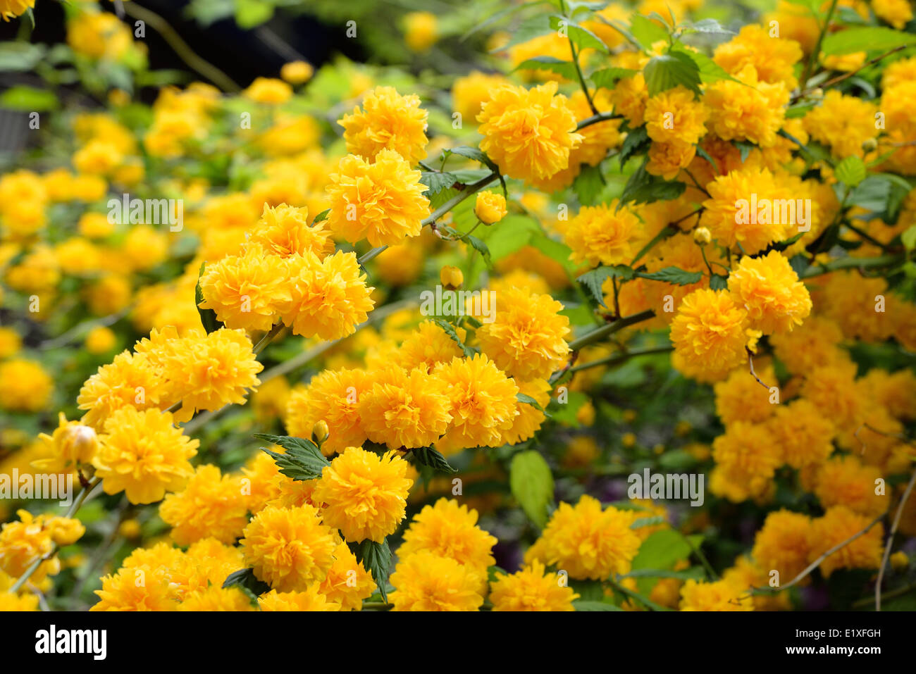 kerria japonica flowers in full bloom Stock Photo - Alamy