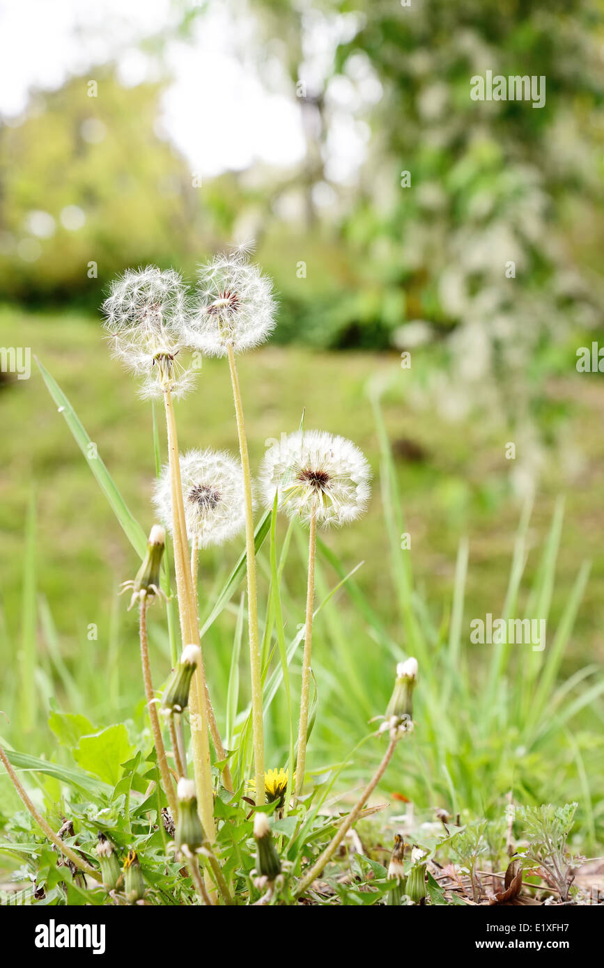 closeup of dandelion blowball in wild field Stock Photo - Alamy