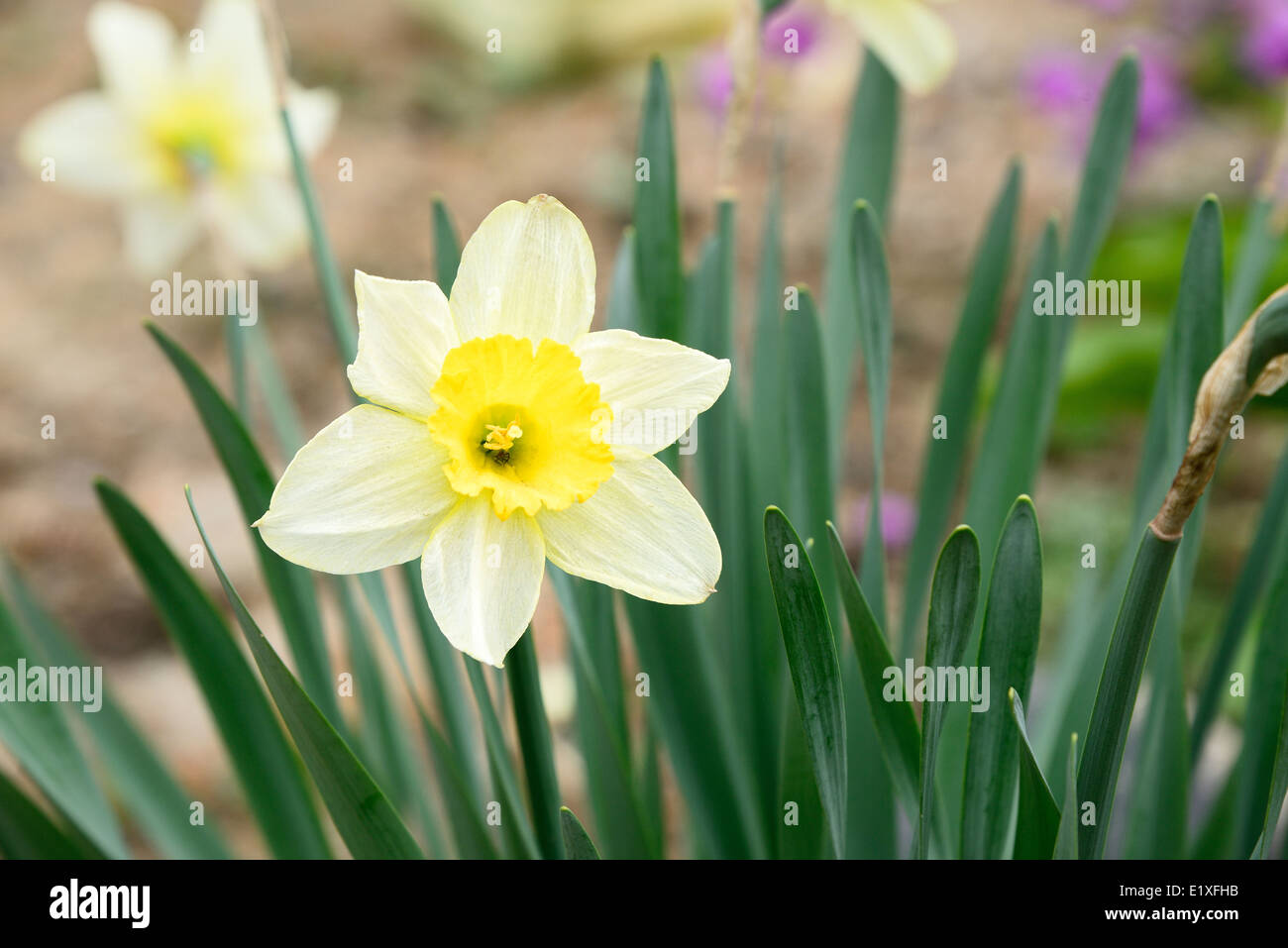 Daffodil color hi-res stock photography and images - Alamy