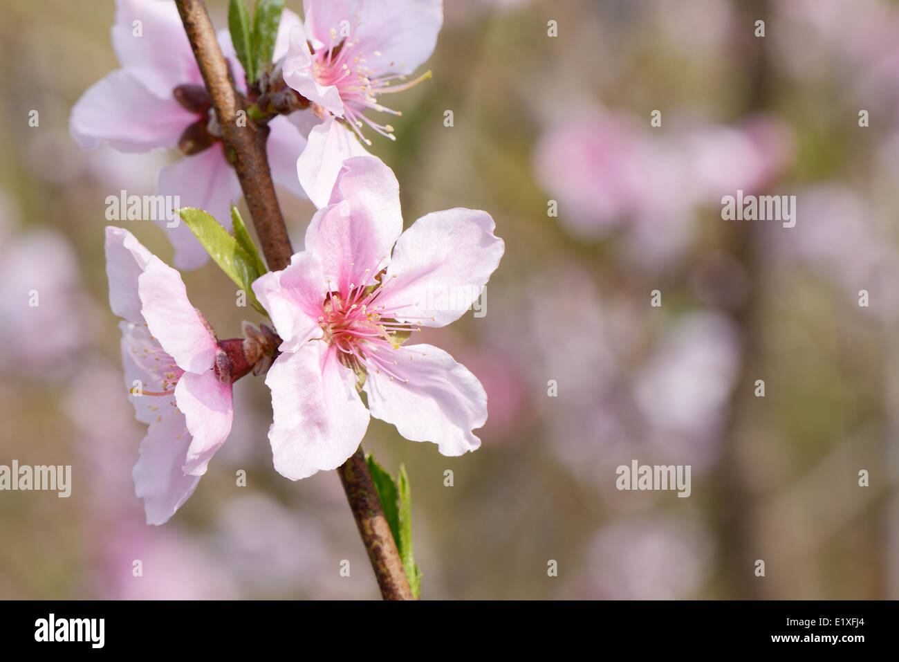 Peach tree in full bloom hi-res stock photography and images - Alamy
