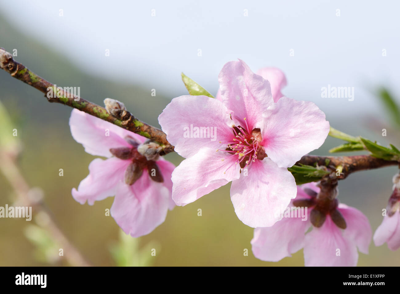 Peach blossom hi-res stock photography and images - Alamy
