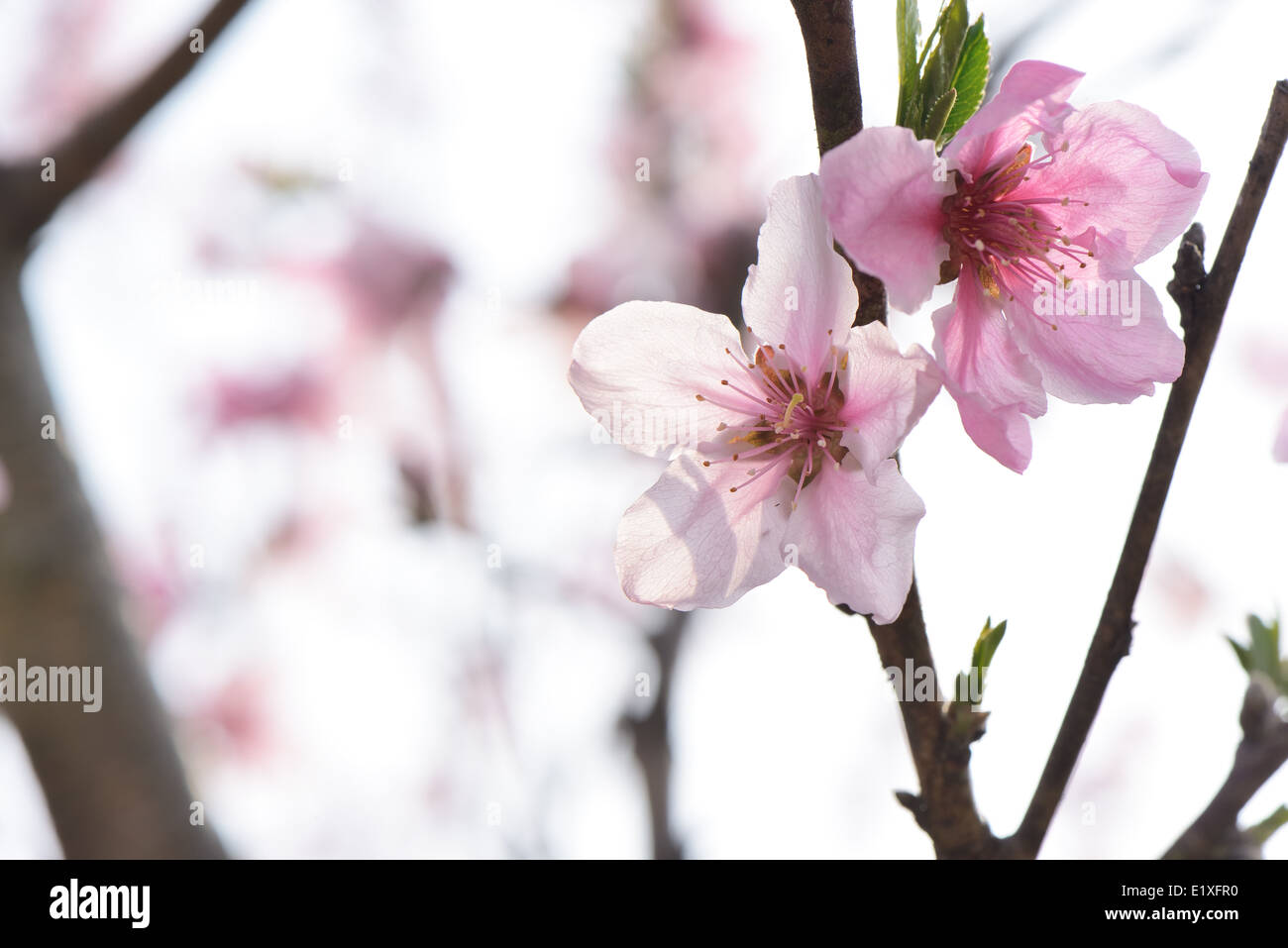 Peach tree in full bloom hi-res stock photography and images - Alamy
