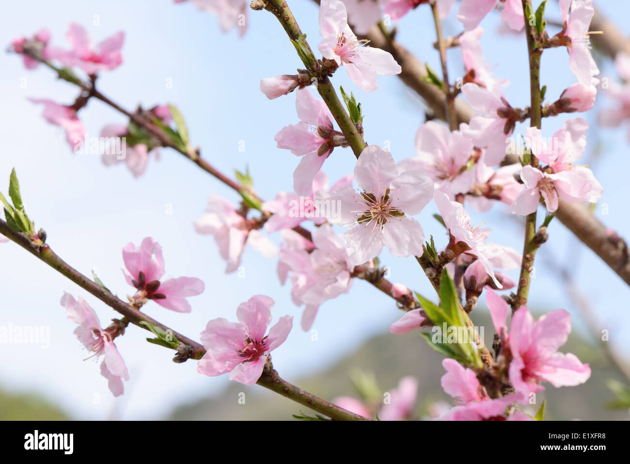 Closeup of peach blossom in full bloom Stock Photo - Alamy