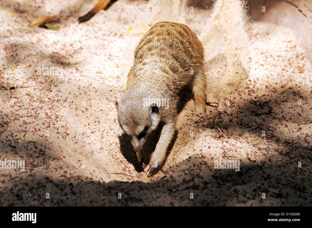 Foraging meerkat hi-res stock photography and images - Alamy