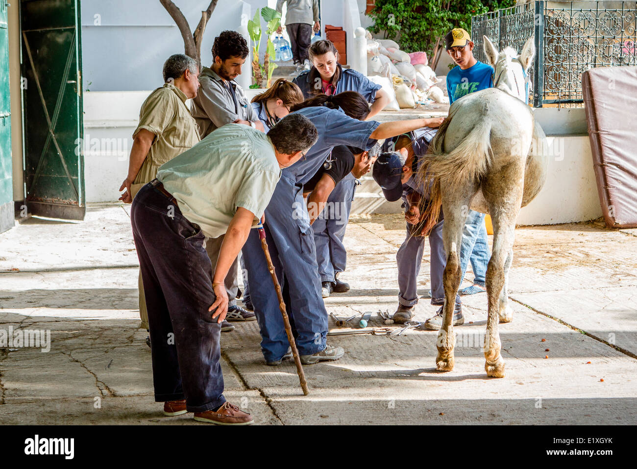 Moroccan and European trainee vets at the American Fondouk, Amy Bend ...