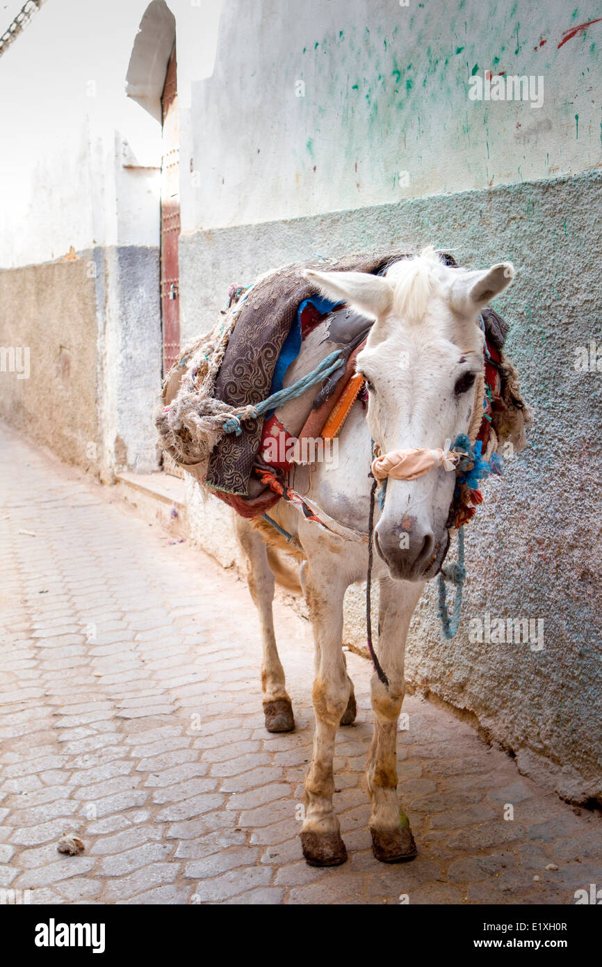 Mules are used to carry heavy loads through the narrow streets and ...