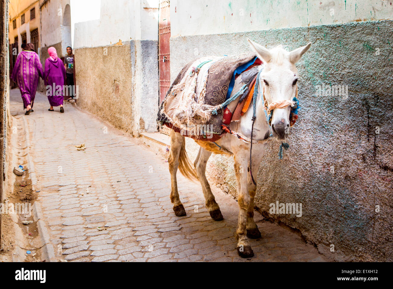 Mules are used to carry heavy loads through the narrow streets and ...