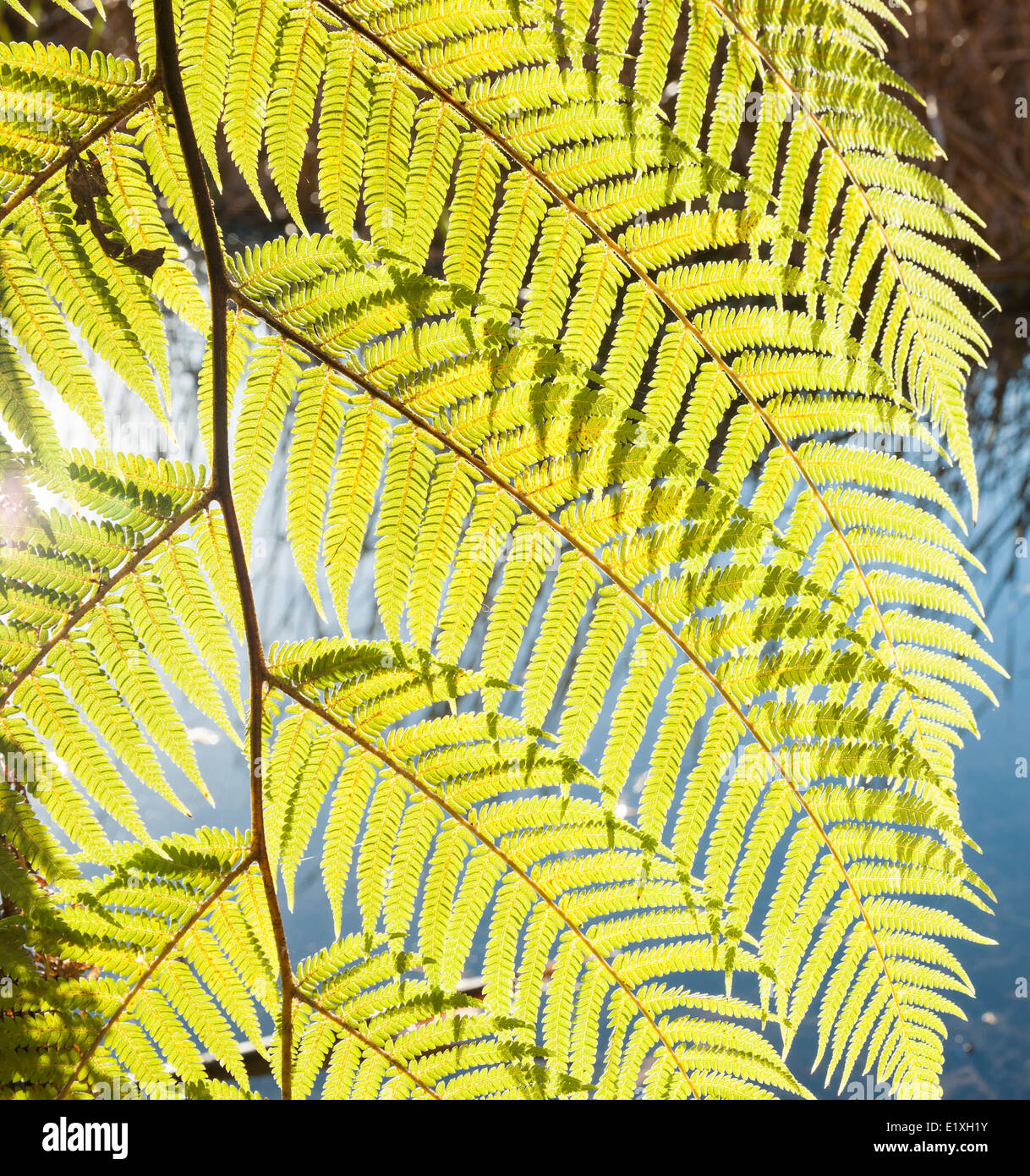Tree fern frond back-lit by rising sun Stock Photo - Alamy