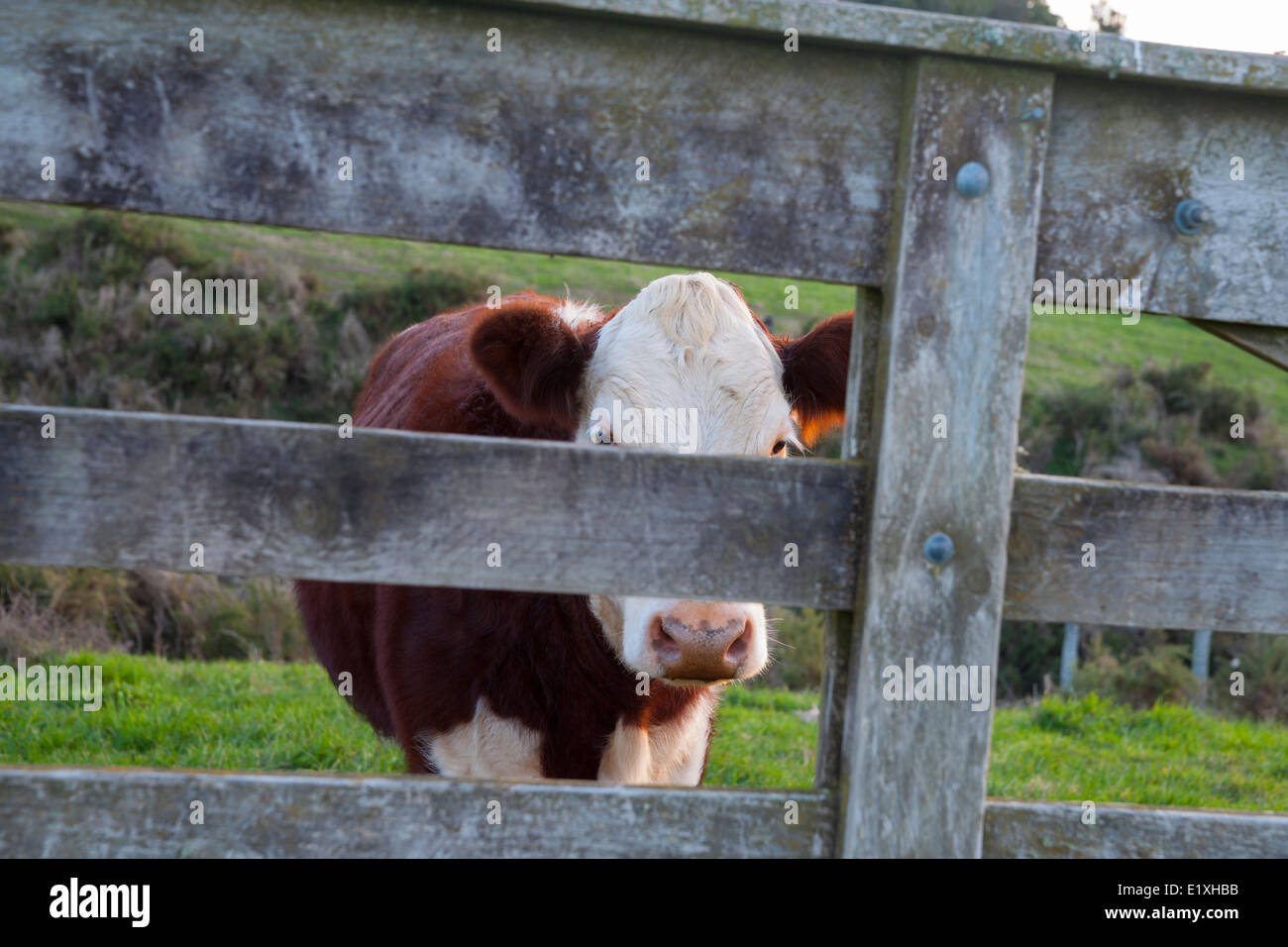 Cattle Gate Stock Photos & Cattle Gate Stock Images - Alamy