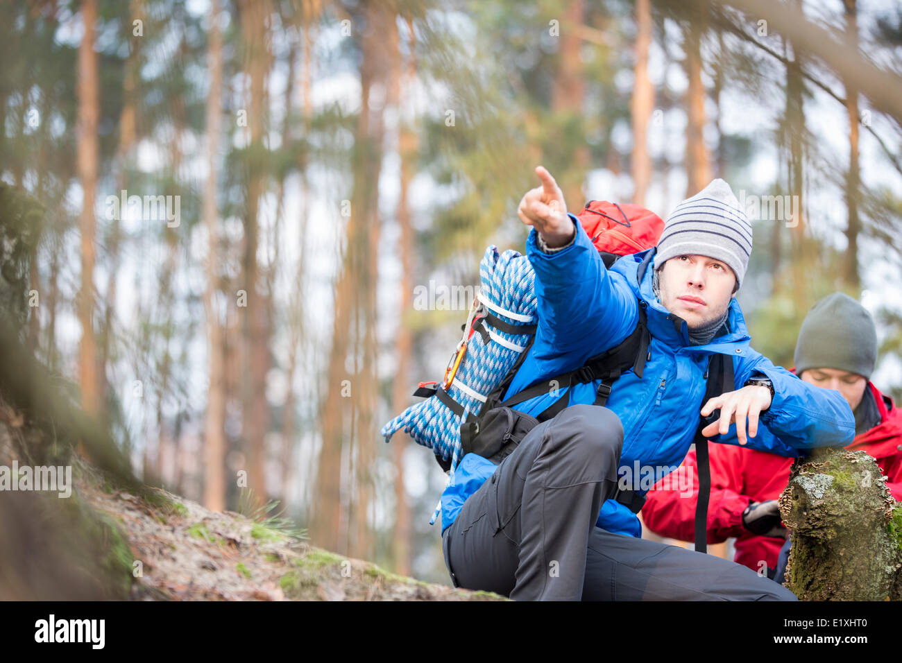 Male hiker pointing in forest Stock Photo - Alamy