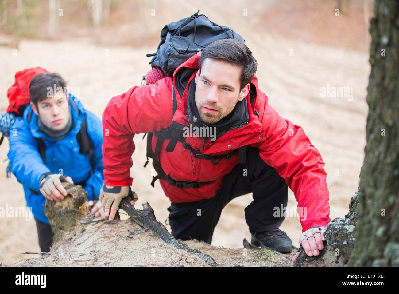 Young backpackers hiking in forest Stock Photo - Alamy