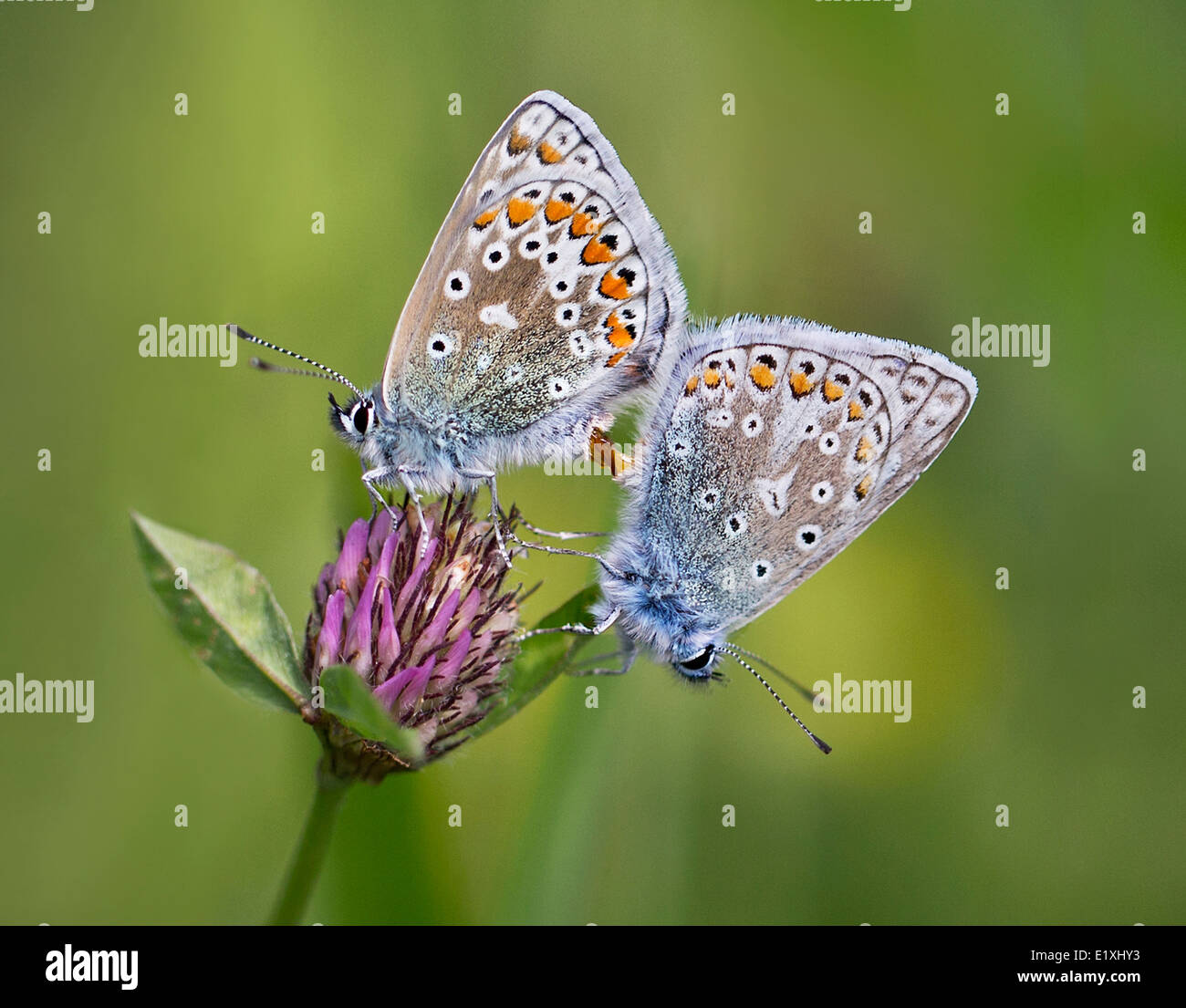 Common Blue Butterfly