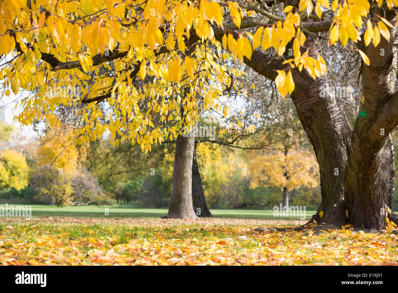 Autumn leaves hanging on tree branch in park Stock Photo - Alamy