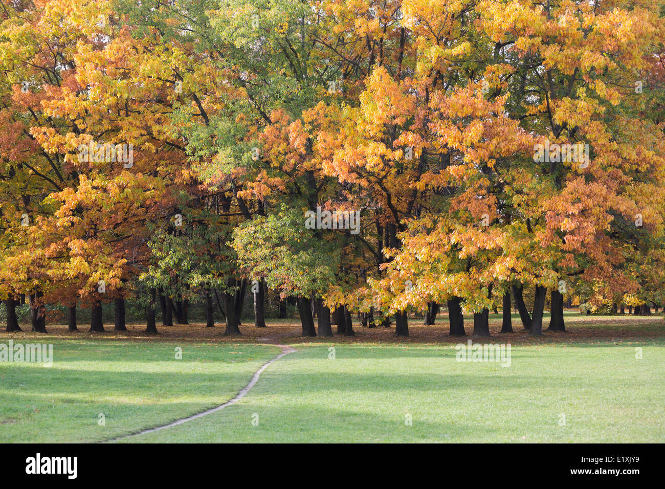 Autumn view park in hi-res stock photography and images - Alamy