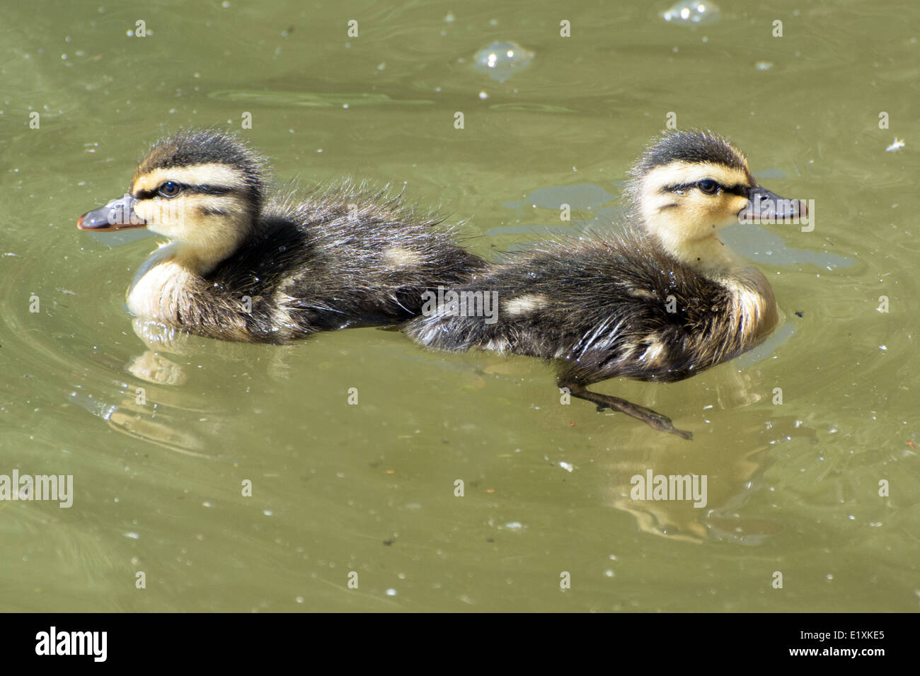 Two Mallard duck chicks Stock Photo - Alamy