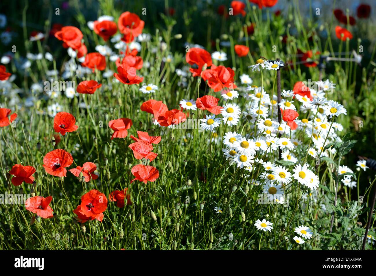 Flowers in a garden in germany, 06. June 2014. Photo: Frank May Stock ...