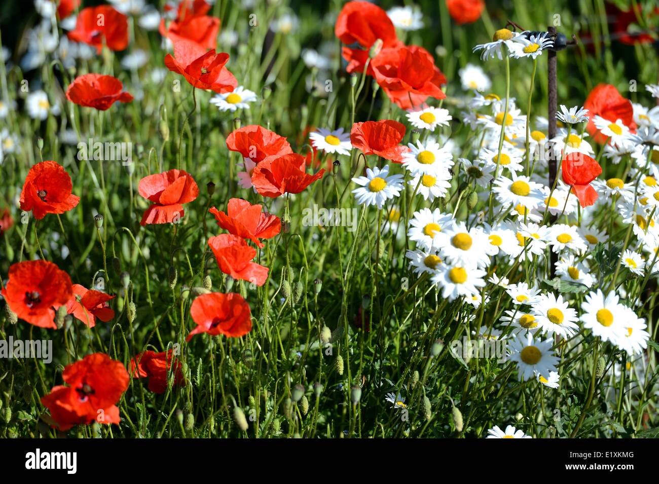 Flowers in a garden in germany, 06. June 2014. Photo: Frank May Stock ...