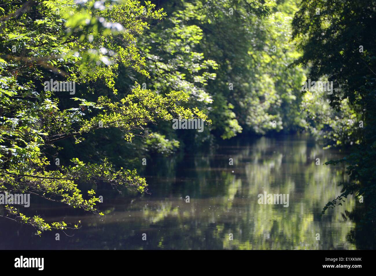 A river and trees in germany, 06. June 2014. Photo: Frank May Stock ...