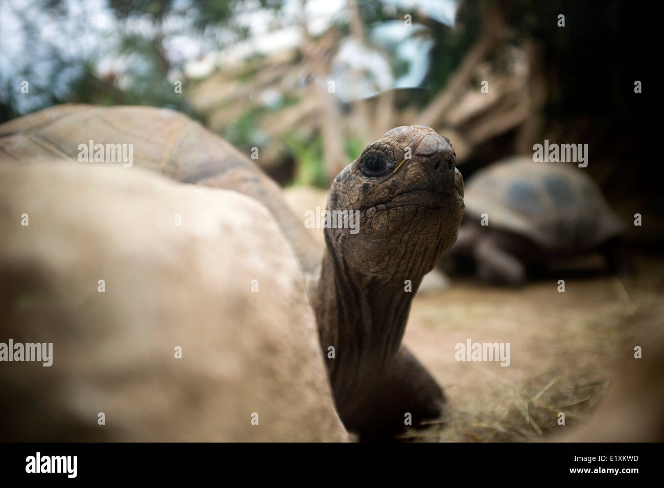 The watching Tortoise Stock Photo - Alamy