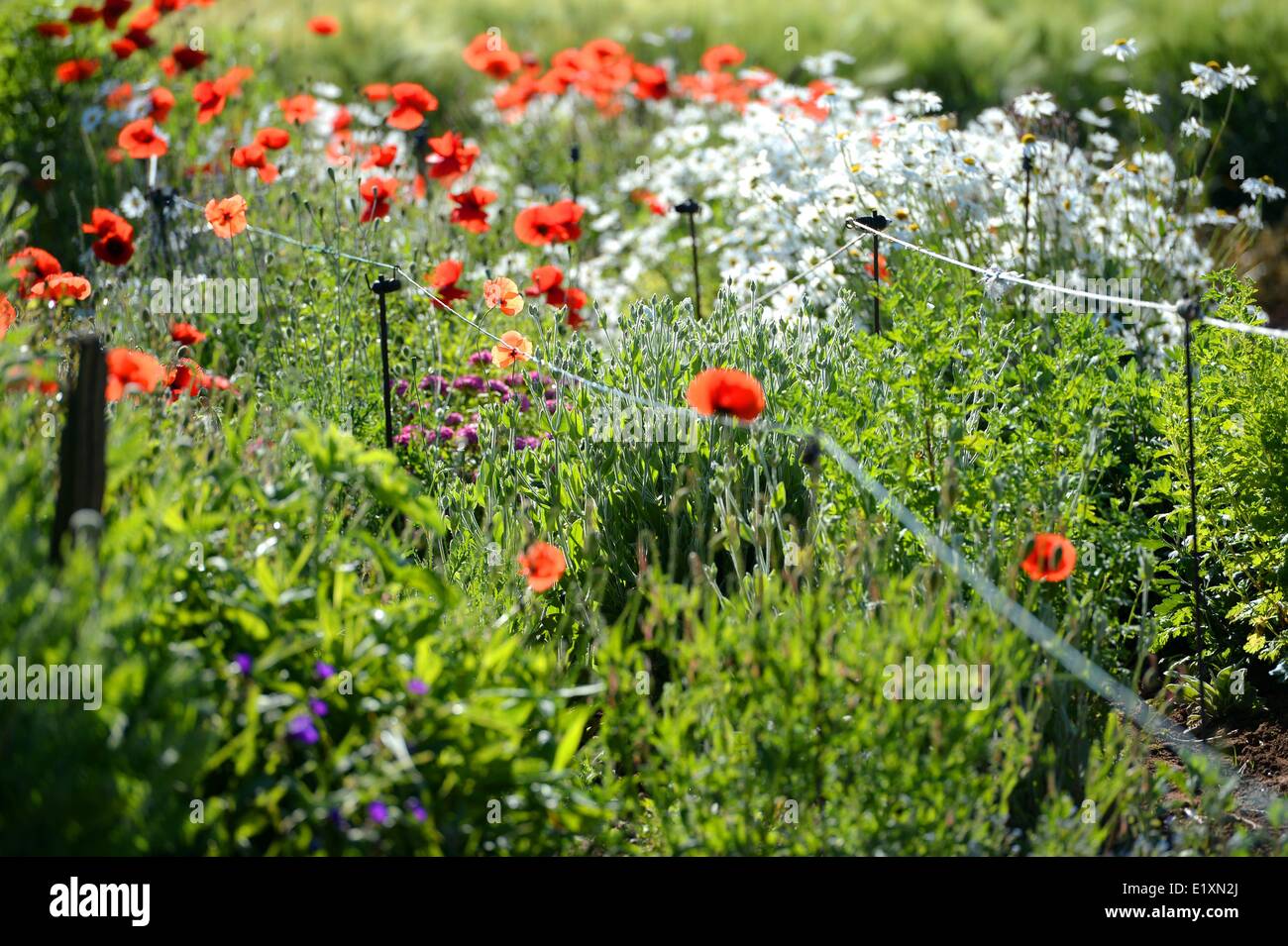 Flowers in a garden in germany, 06. June 2014. Photo: Frank May Stock ...