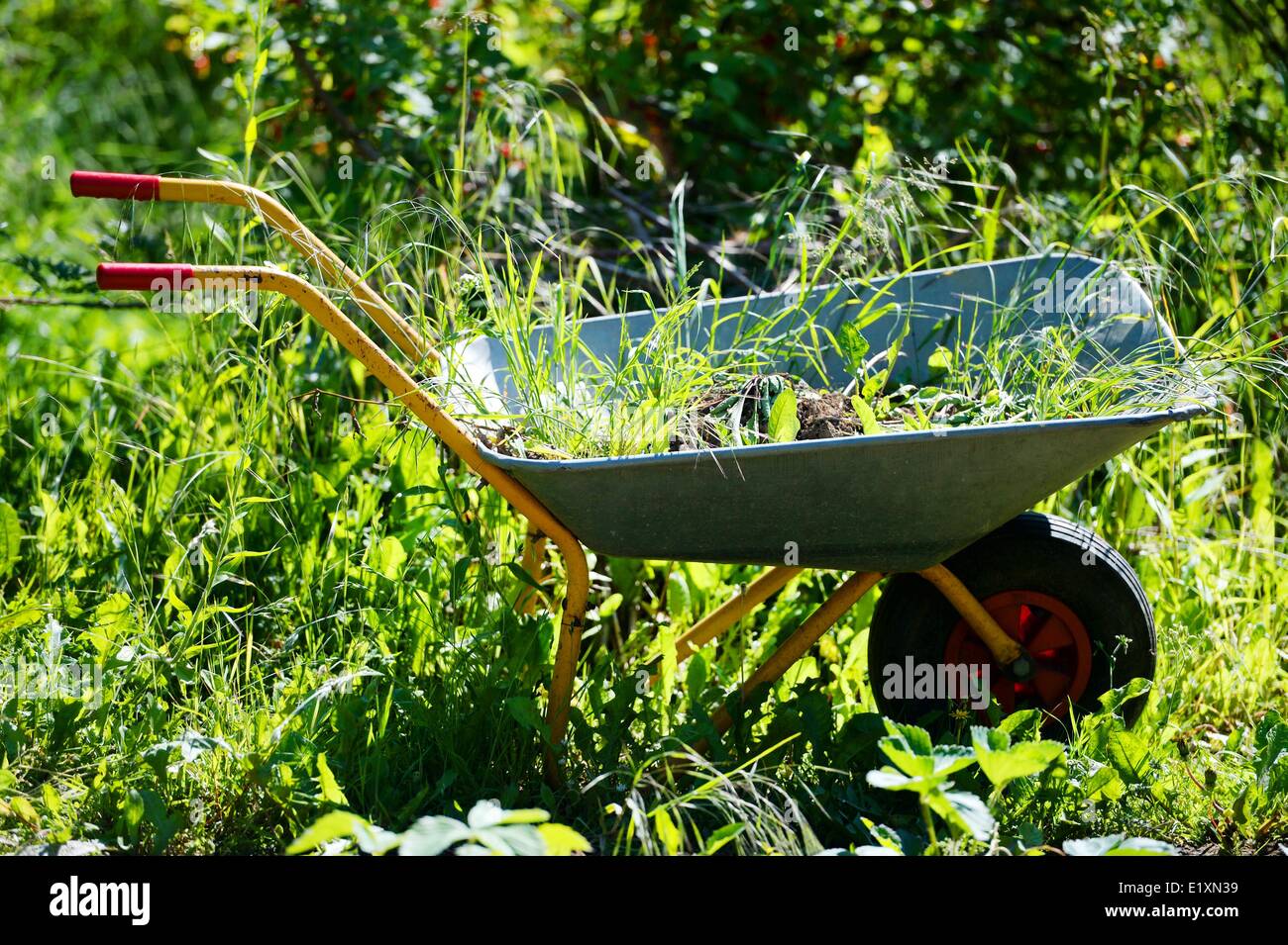 A hand barrow in a garden in germany, 06. June 2014. Photo: Frank May ...