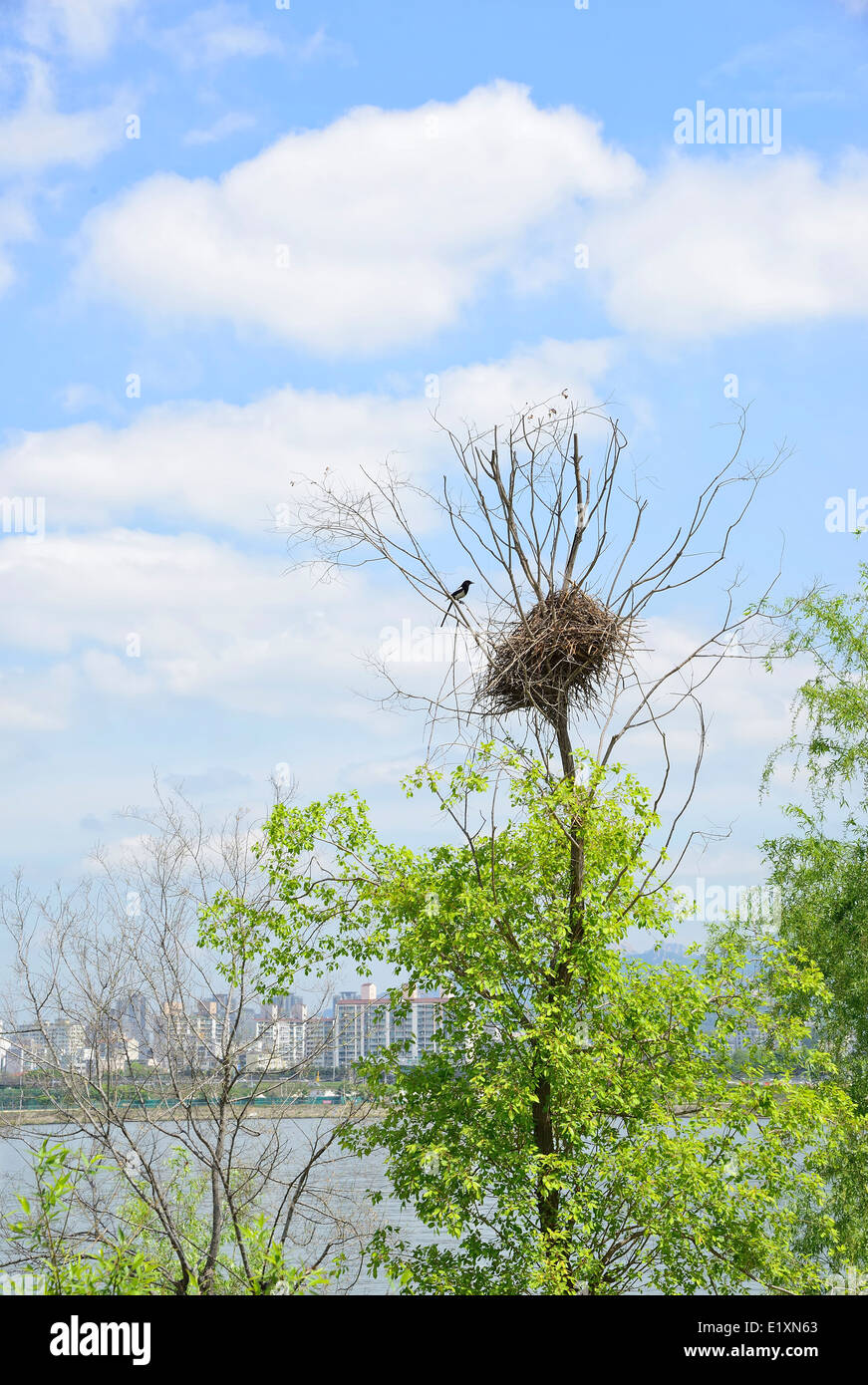 Magpie nest hi-res stock photography and images - Alamy